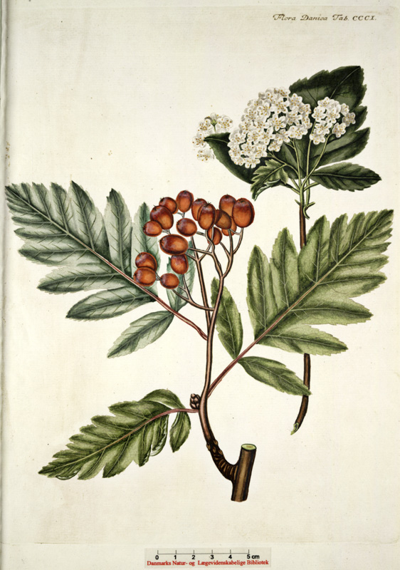 Hedlundia hybrida - Bjørkans planteliste