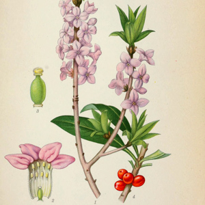 Familie - Bjørkans planteliste