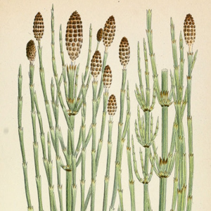 Equisetum arvense - norskflora.no