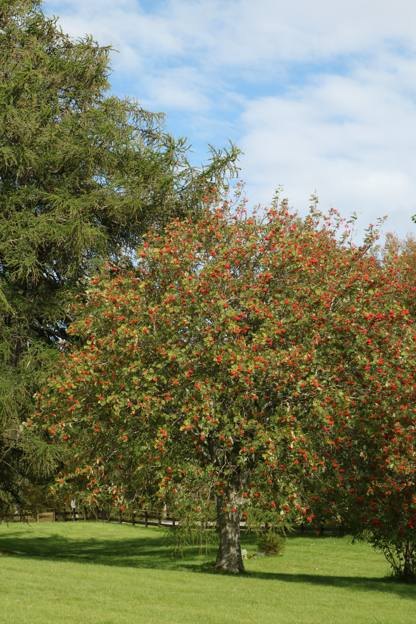 Sorbus aucuparia - Bjørkans planteliste