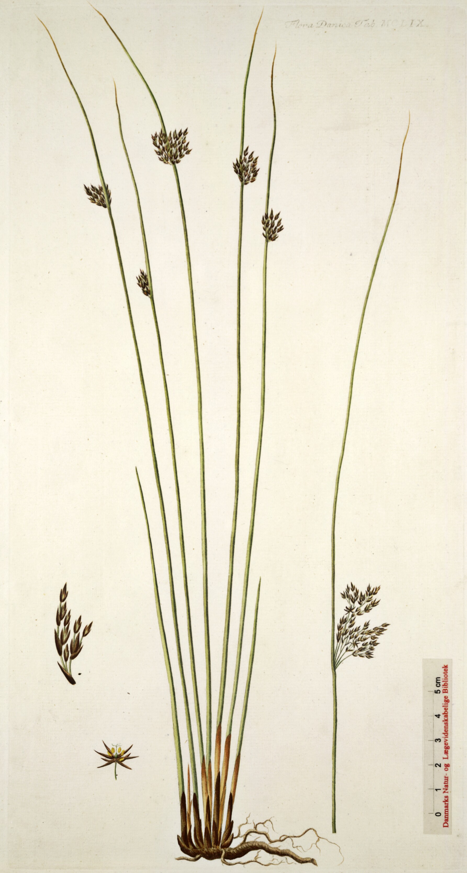 Juncus inflexus - Bjørkans planteliste