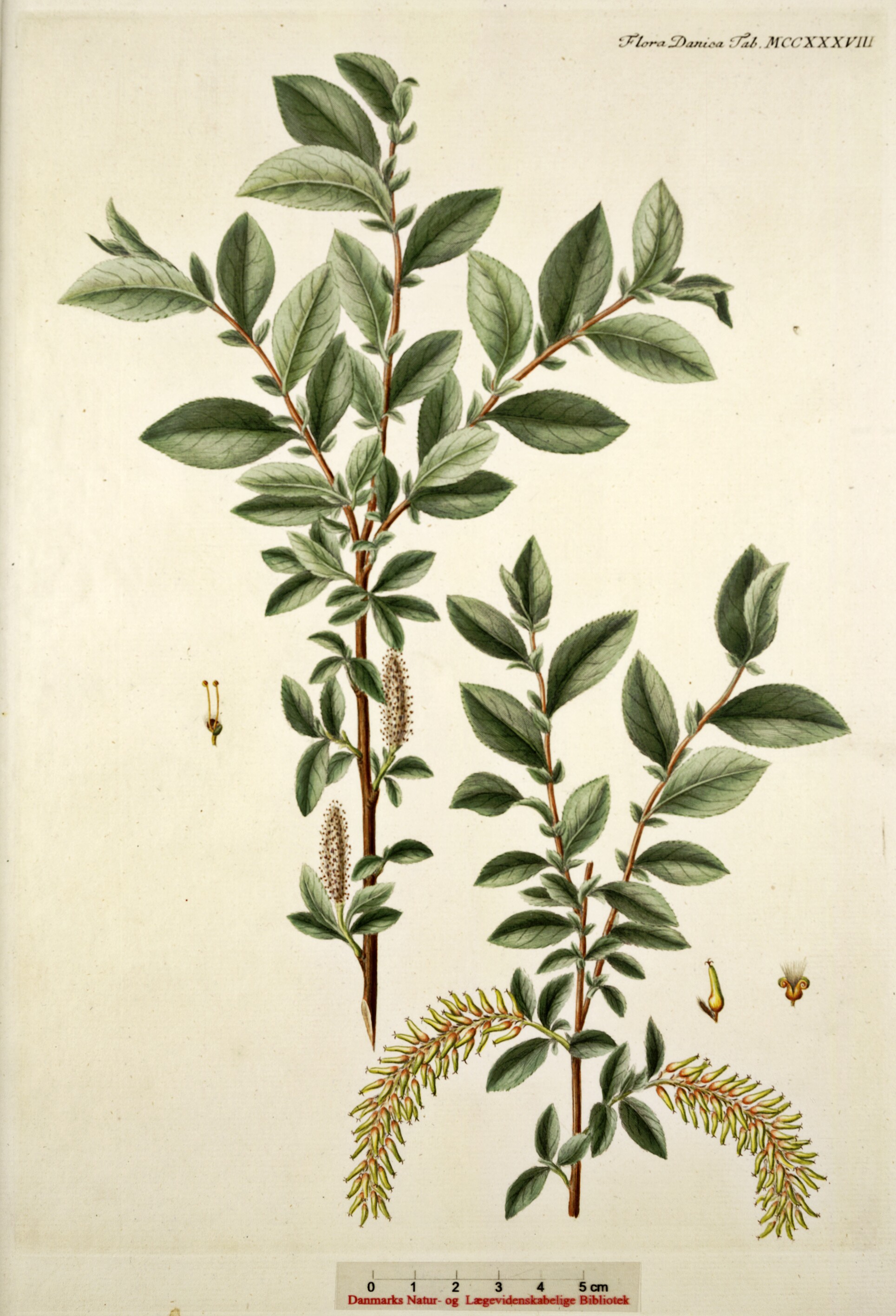 Salix hastata - norskflora.no