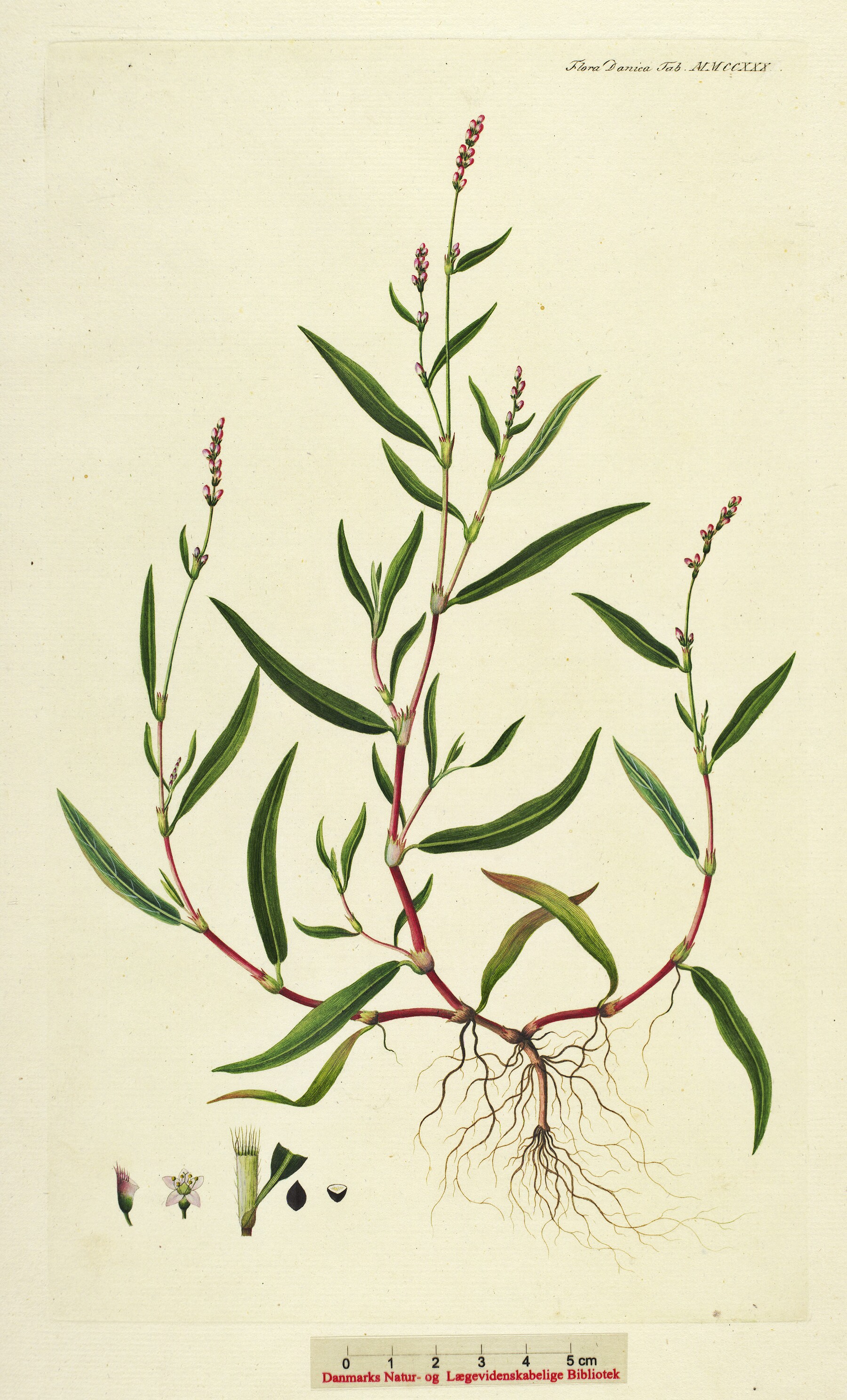 Persicaria minor - Bjørkans planteliste