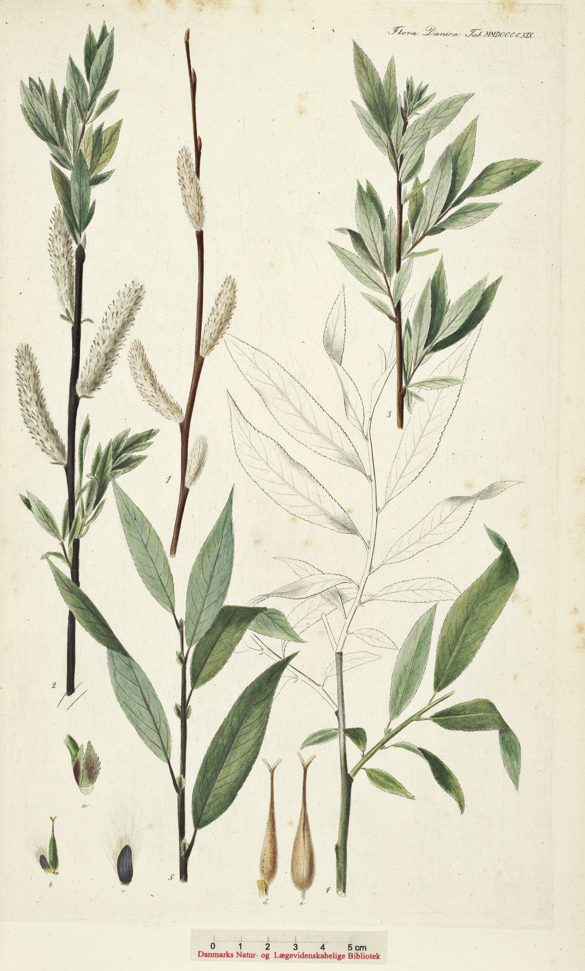 Salix daphnoides - Bjørkans planteliste