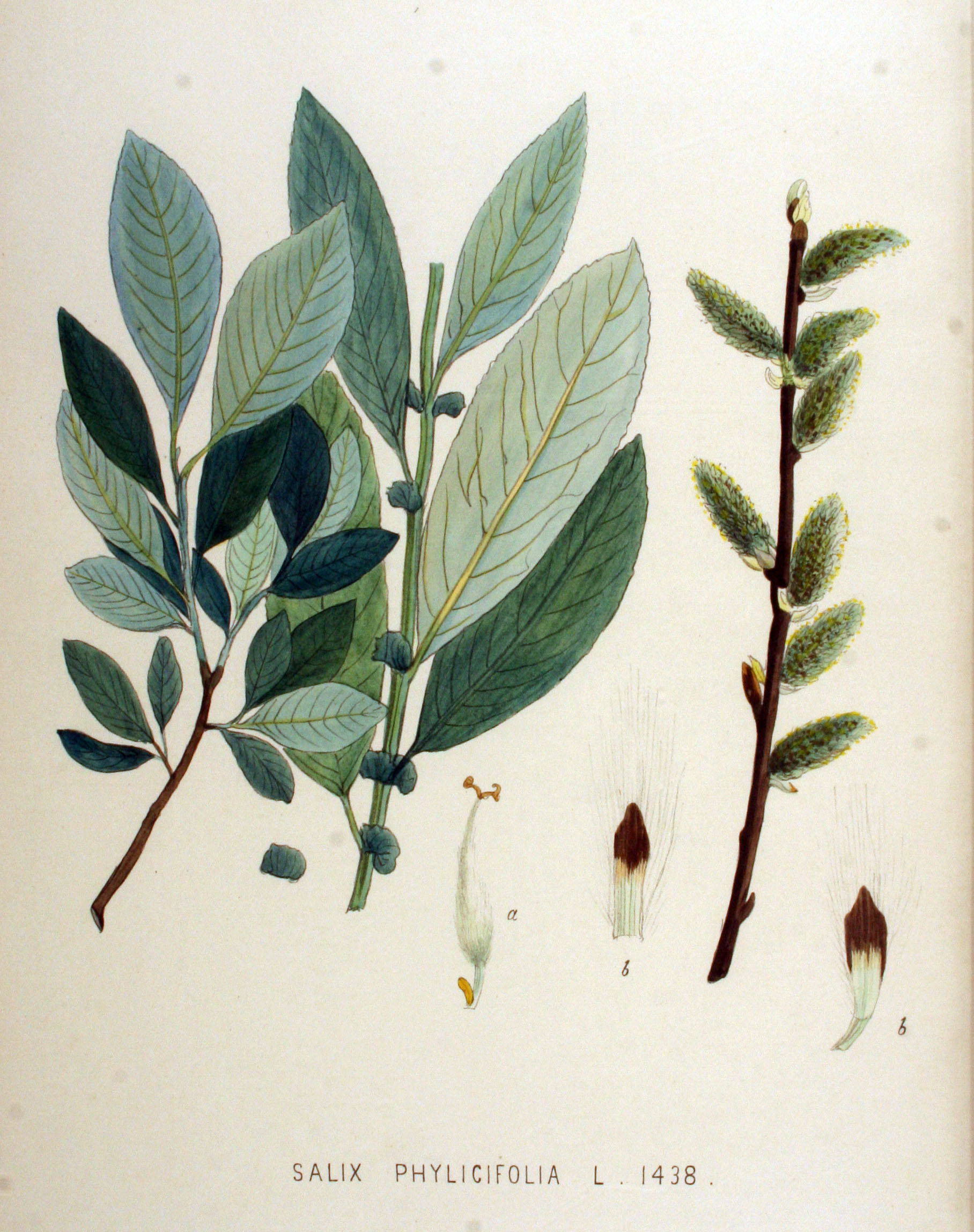 Salix phylicifolia - Bjørkans planteliste
