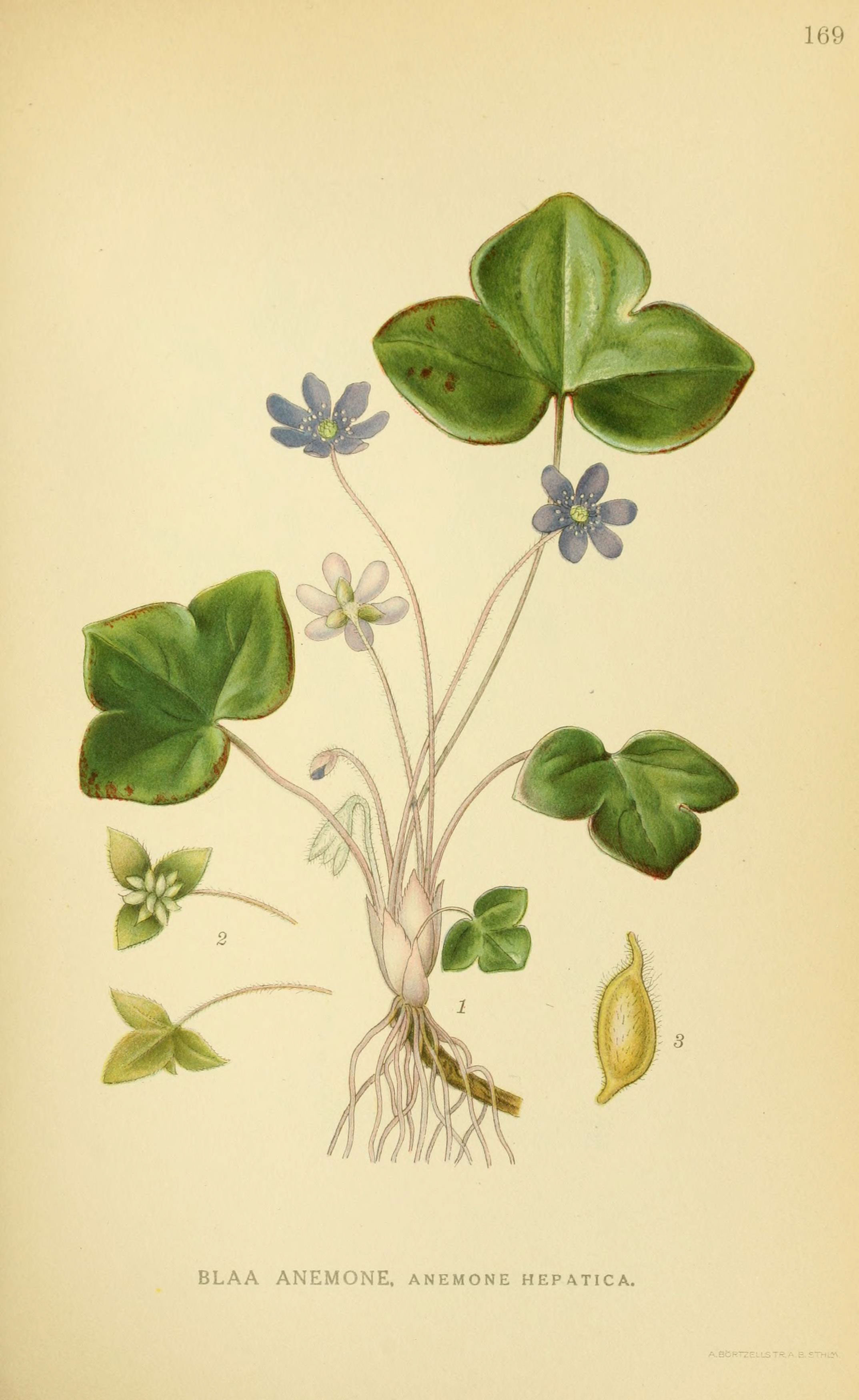 Hepatica nobilis - norskflora.no