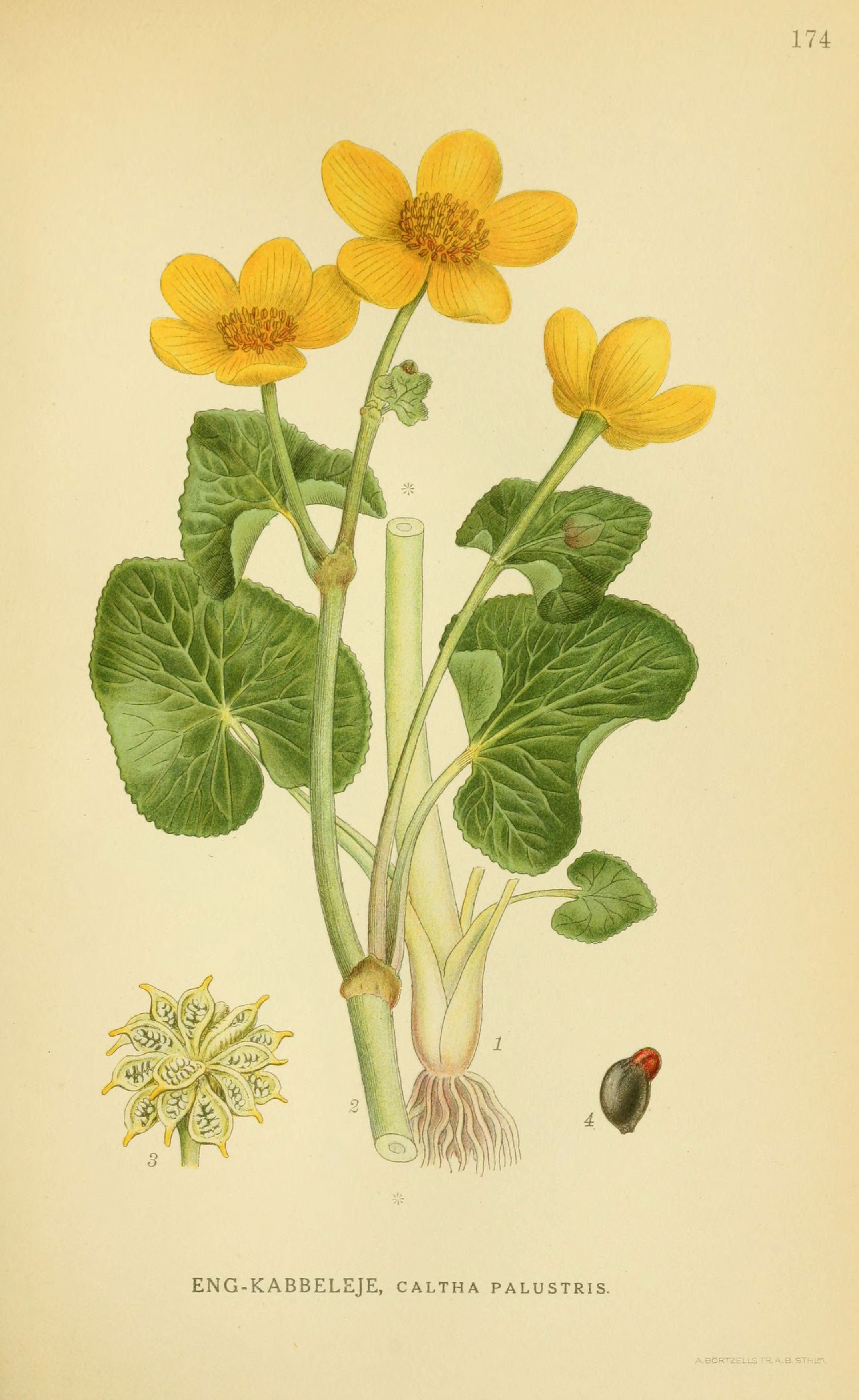 Caltha palustris - Bjørkans planteliste