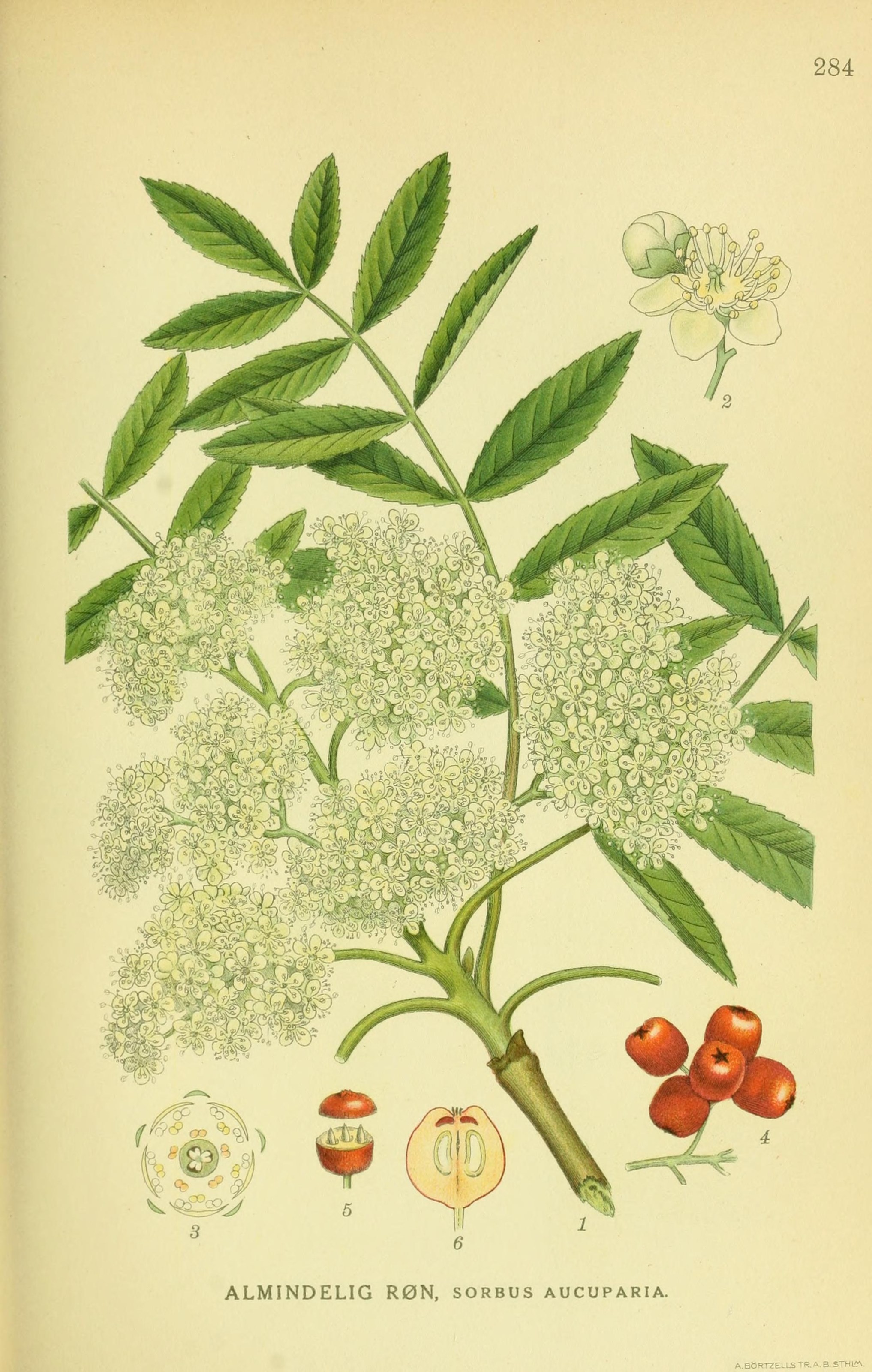 Sorbus aucuparia - norskflora.no