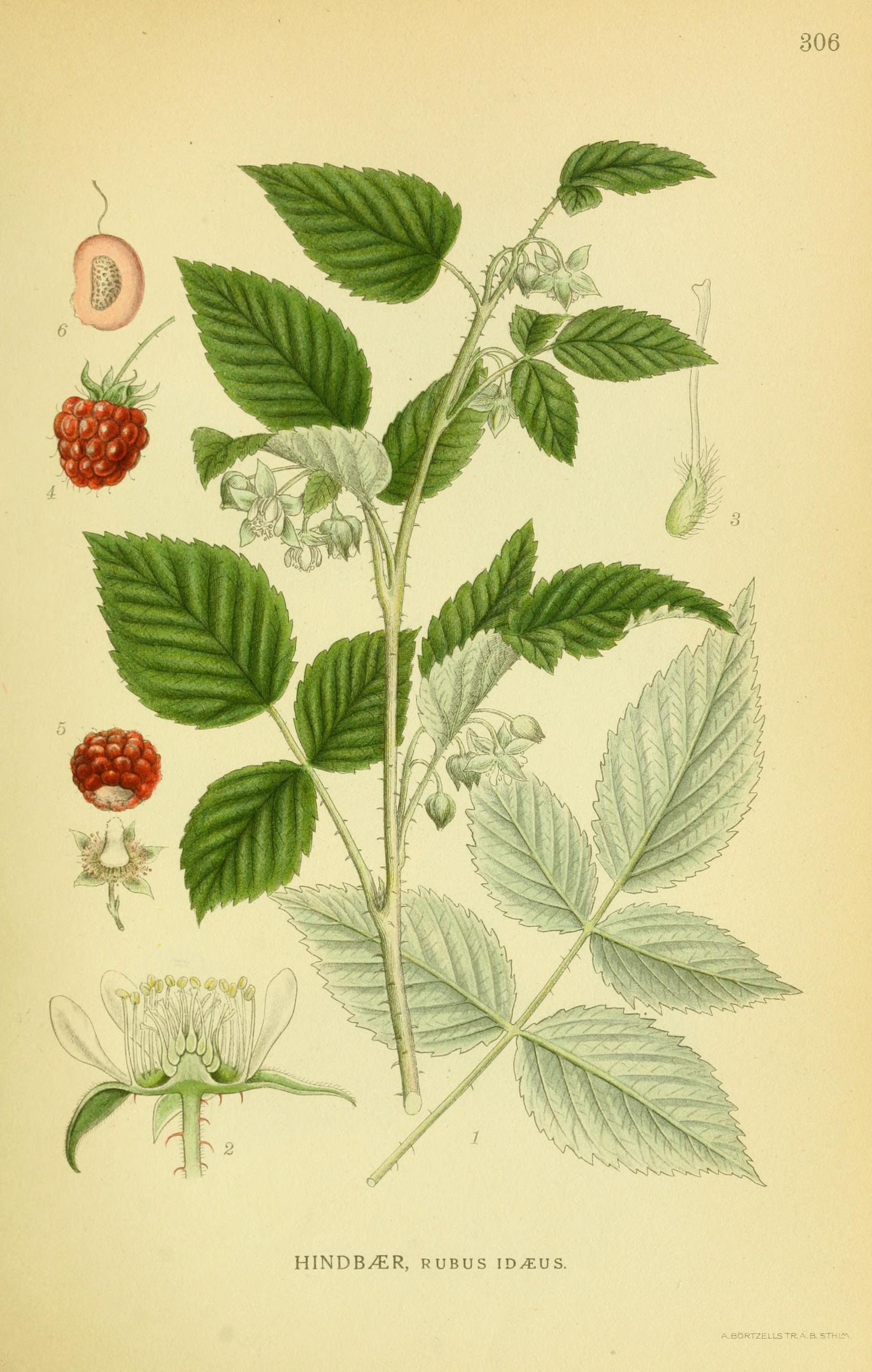 Rubus idaeus - Bjørkans planteliste