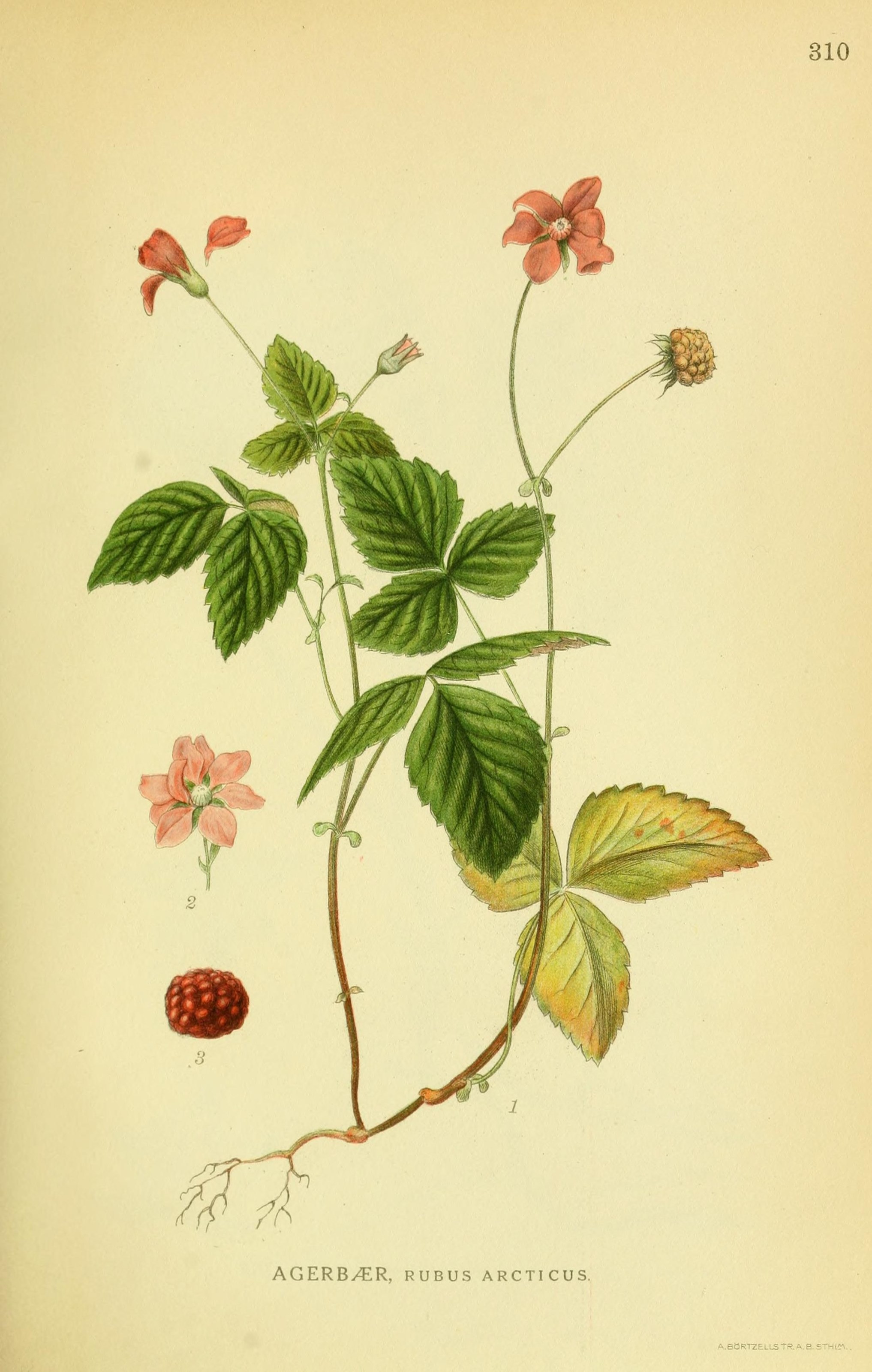 Rubus arcticus - Bjørkans planteliste