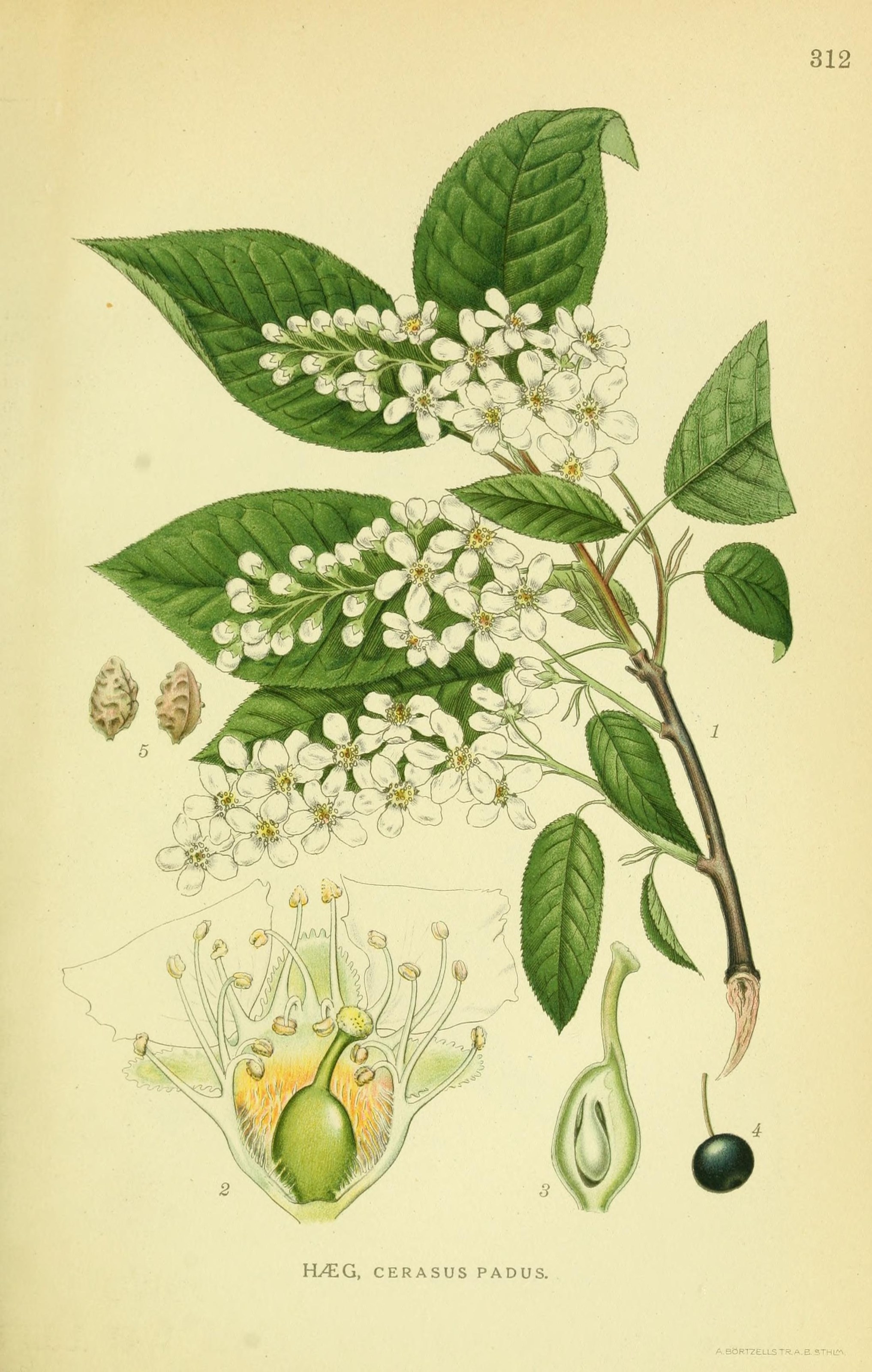 Prunus padus - Bjørkans planteliste