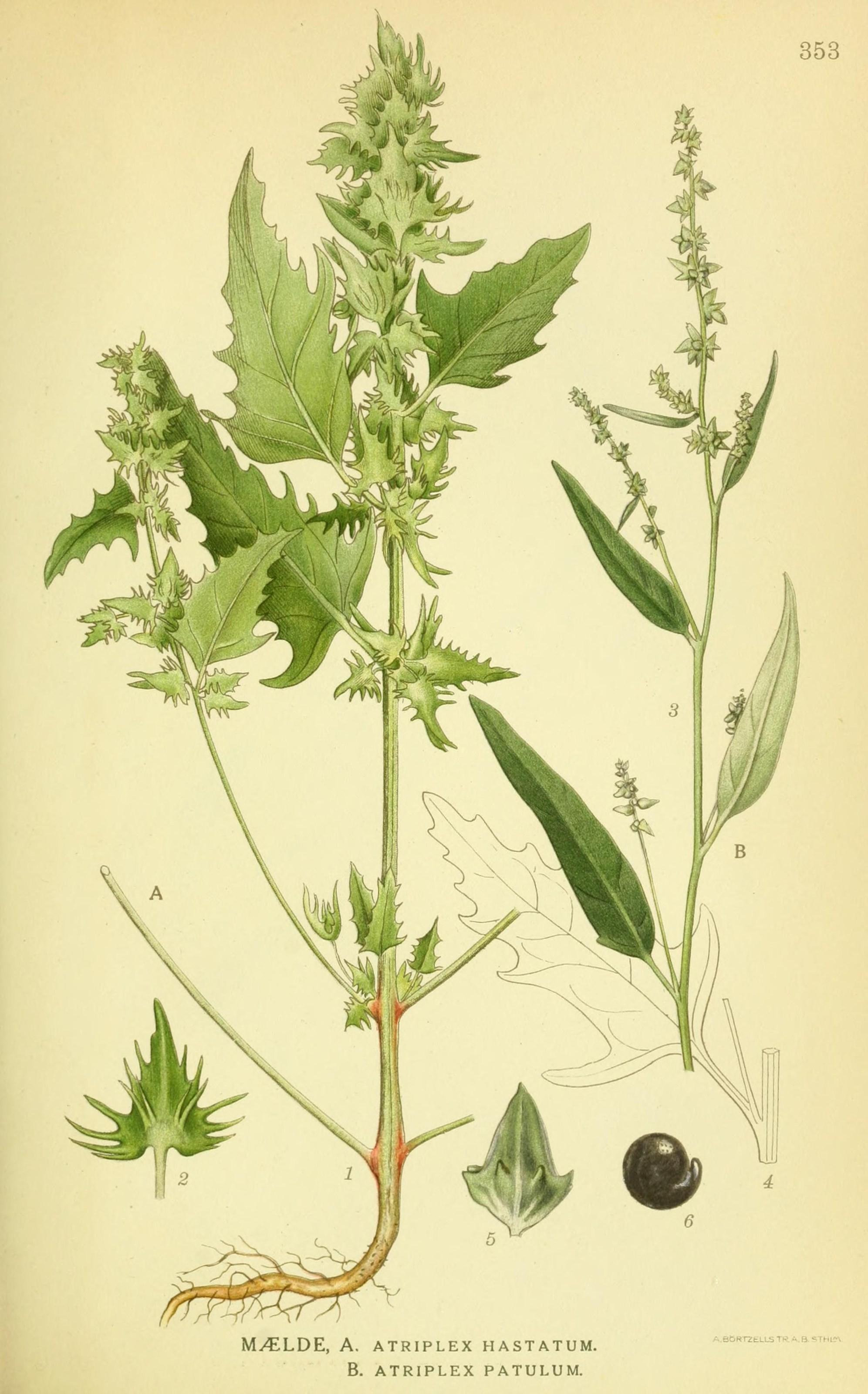 Atriplex patula - Bjørkans planteliste